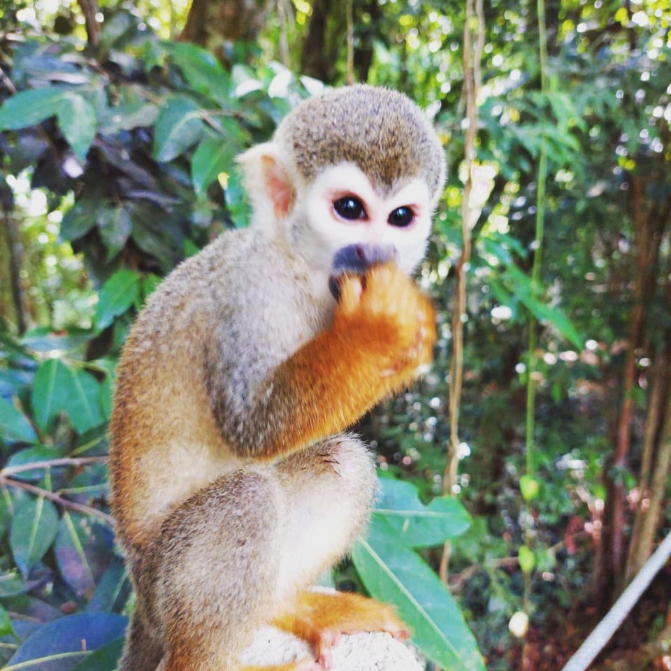 Monkey Jungle And Zip Line | Dominican Republic Holiday Trips
