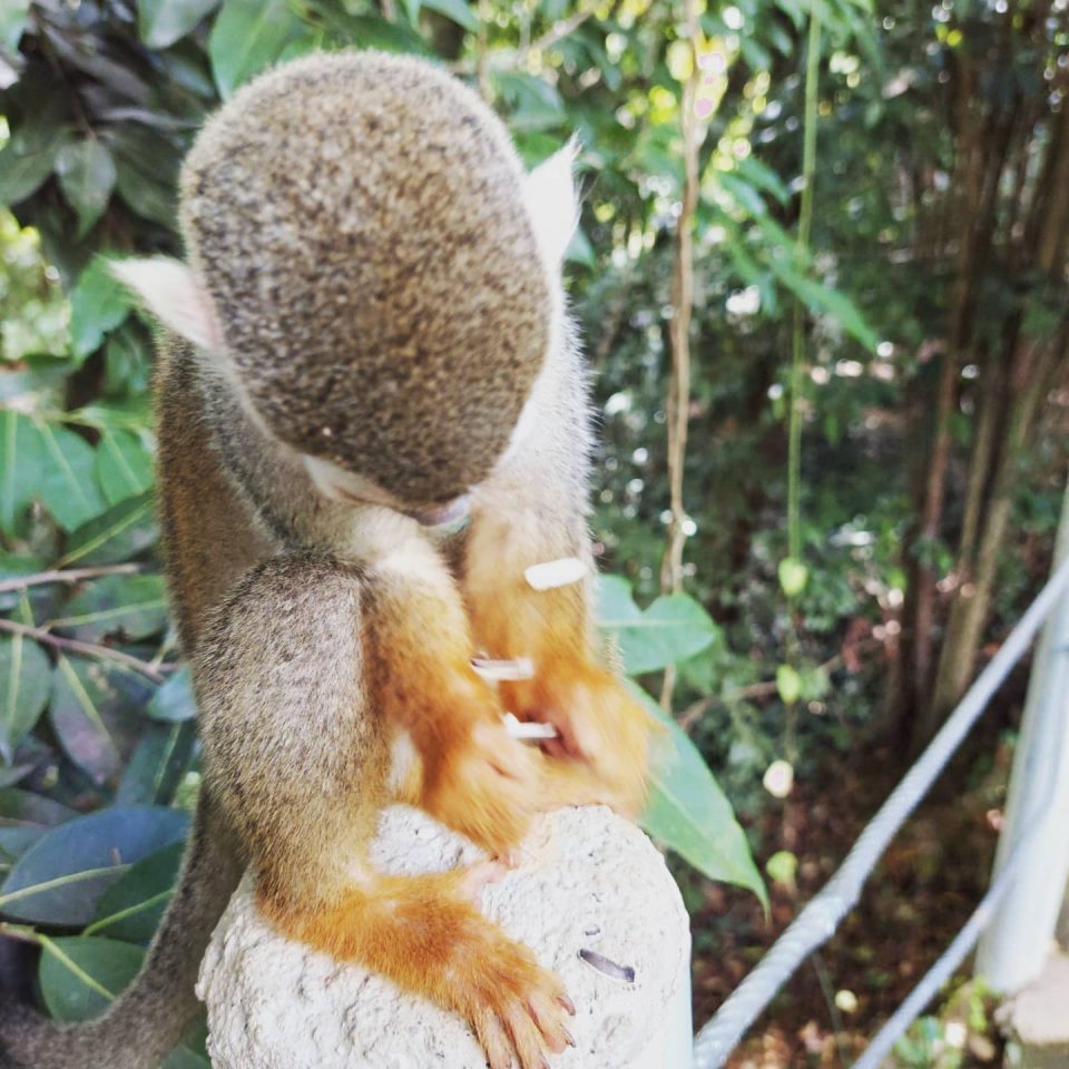 Monkey Jungle And Zip Line | Dominican Republic Holiday Trips